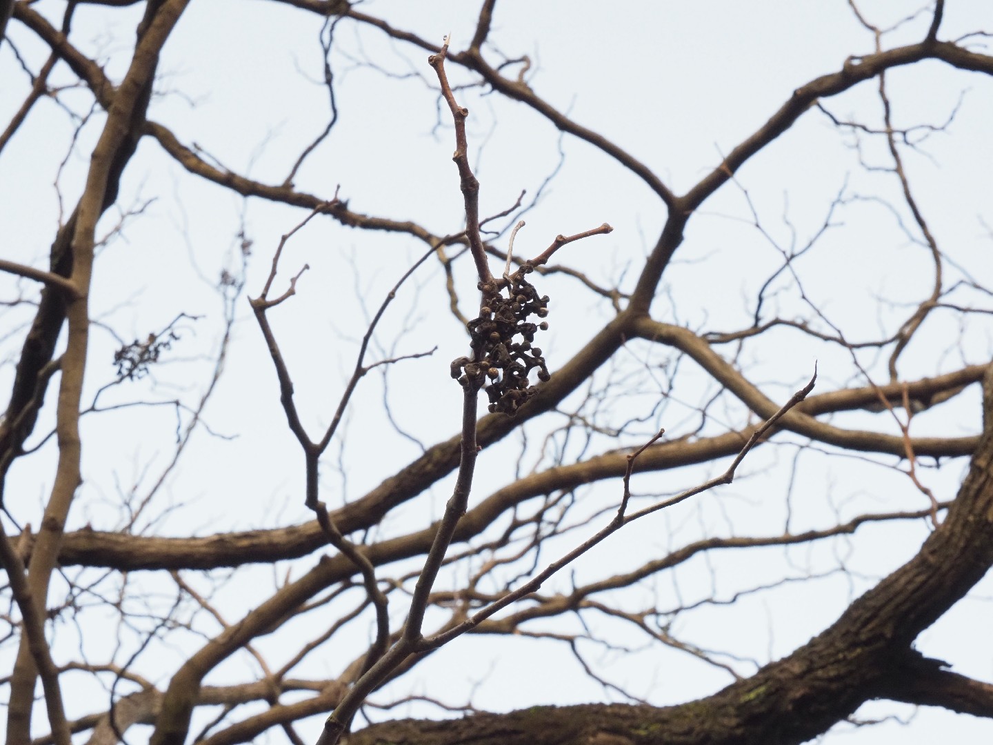 Árbol de las pasas (Hovenia acerba) - PictureThis