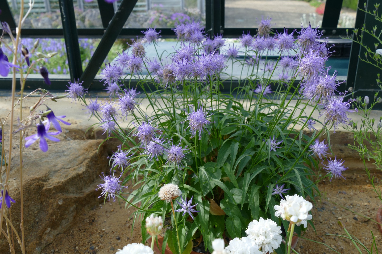 Phyteuma scheuchzeri - PictureThis