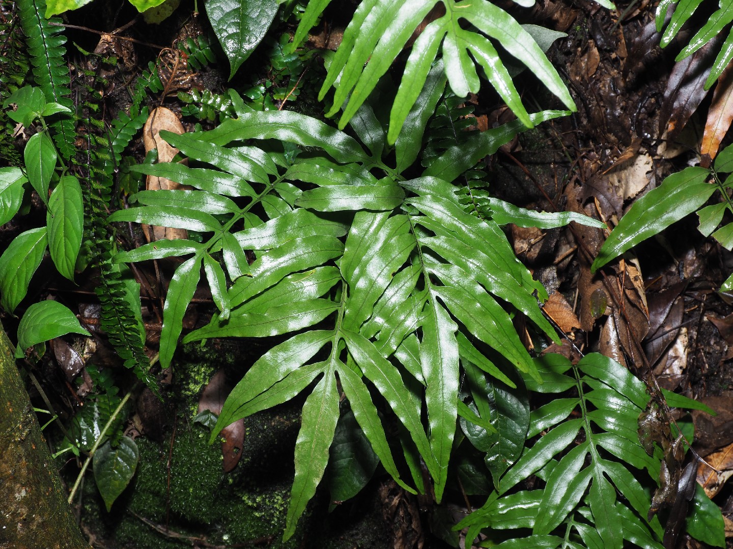 Leptochilus ellipticus Flower, Leaf, Care, Uses - PictureThis