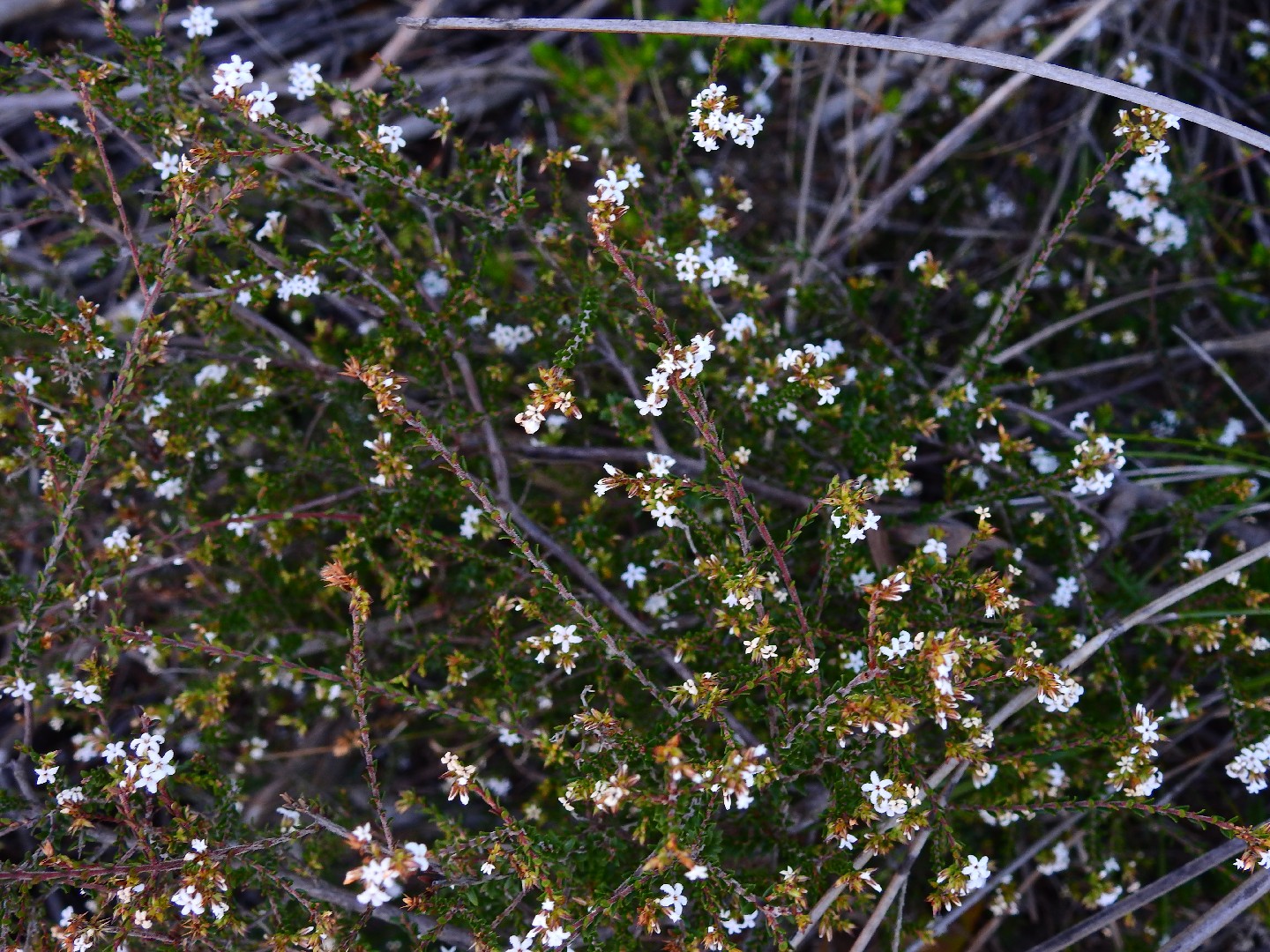 Leucopogon microphyllus Cuidados (Plantando, Fertilizantes ...