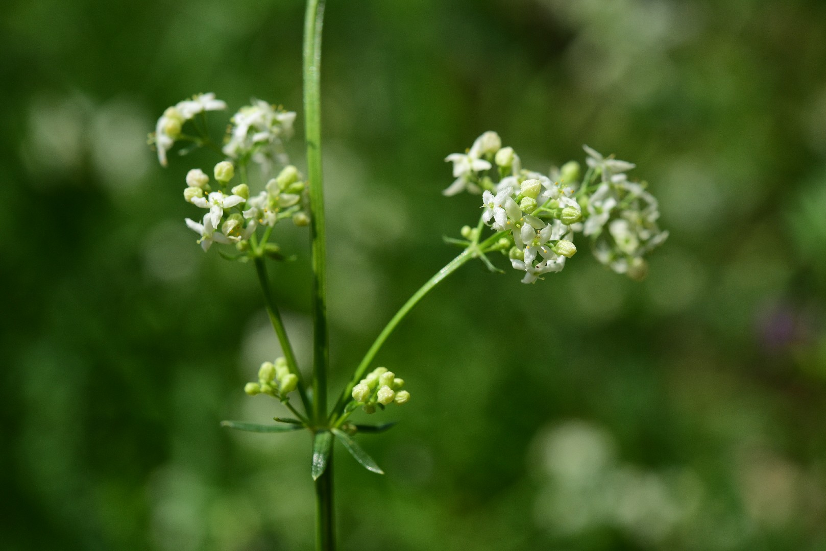 Galium bungei - PictureThis