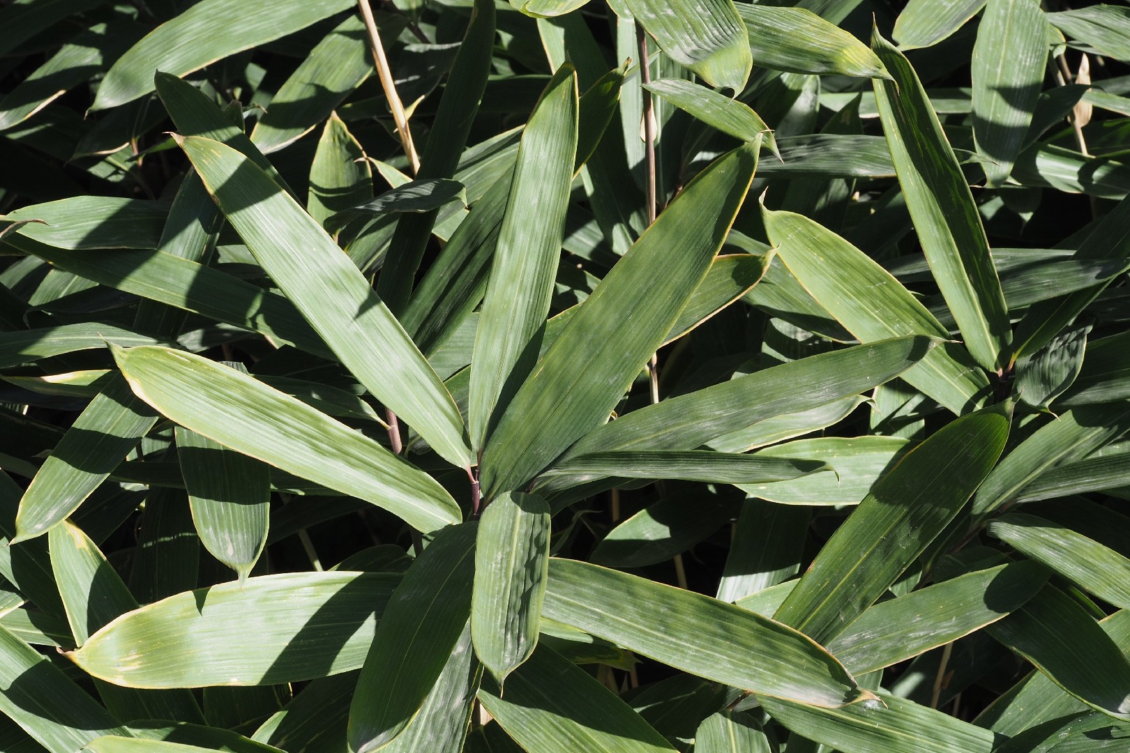 How to Plant and Grow Broad-leaf bamboo(Indocalamus latifolius)