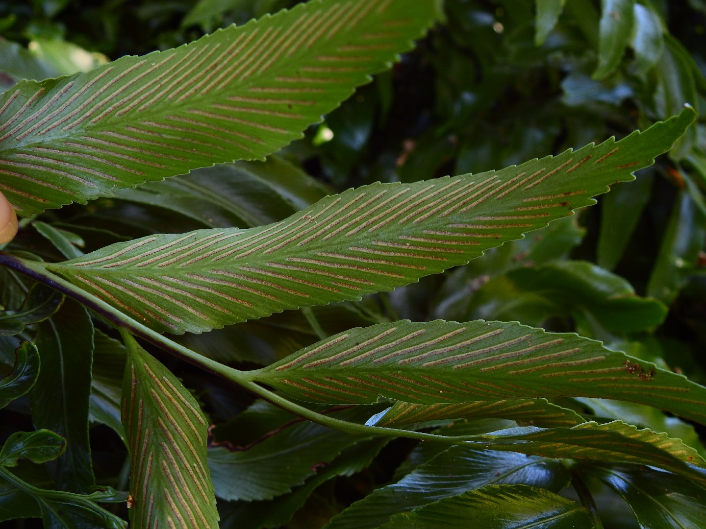 Asplenium oblongifolium - PictureThis