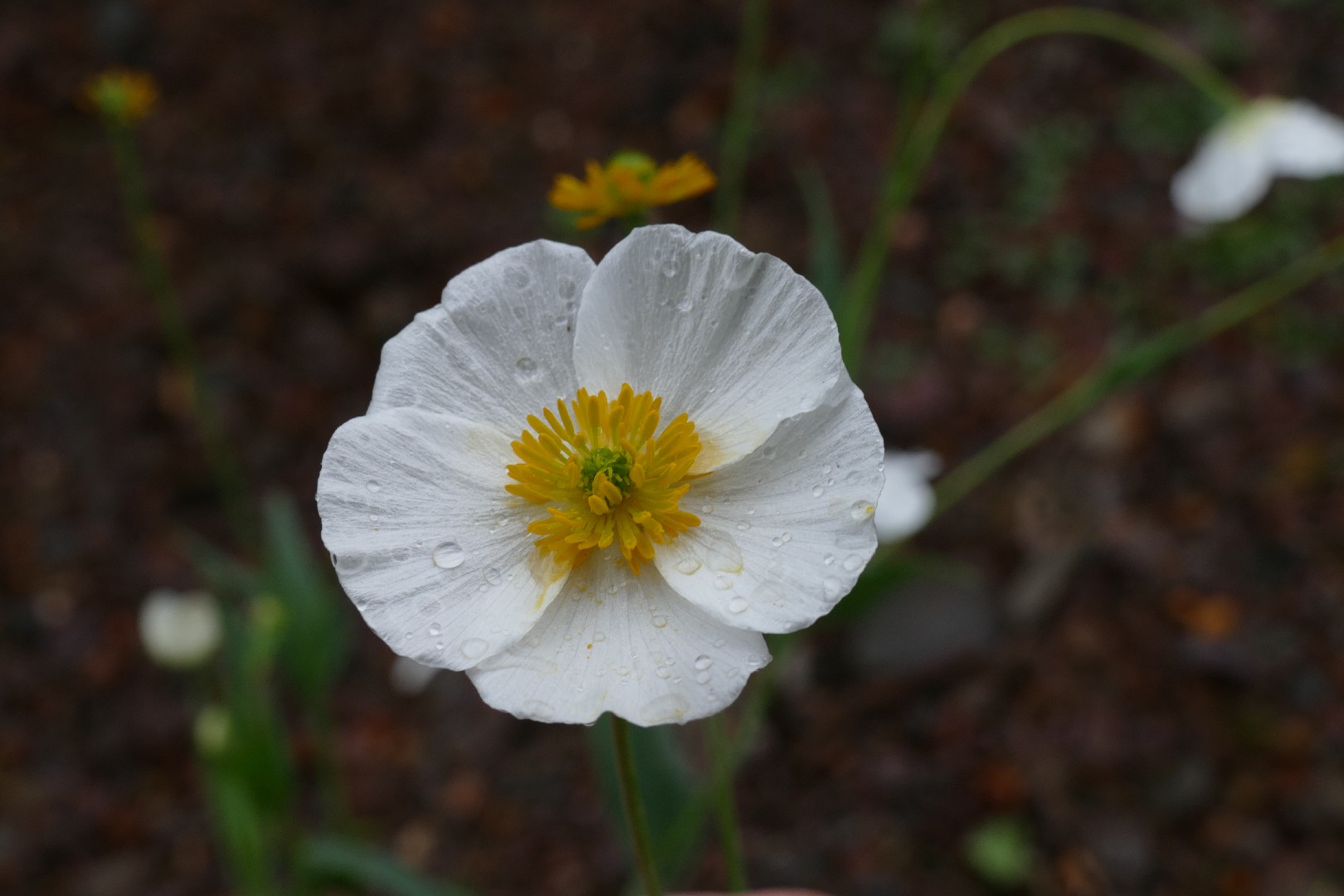 Ranúnculo de hoja abrazadora (Ranunculus amplexicaulis) - PictureThis