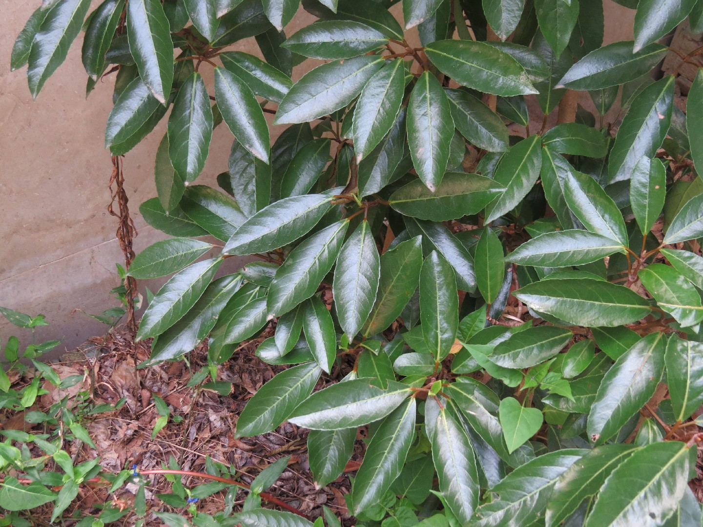아왜나무 (Viburnum odoratissimum var. awabuki) - PictureThis