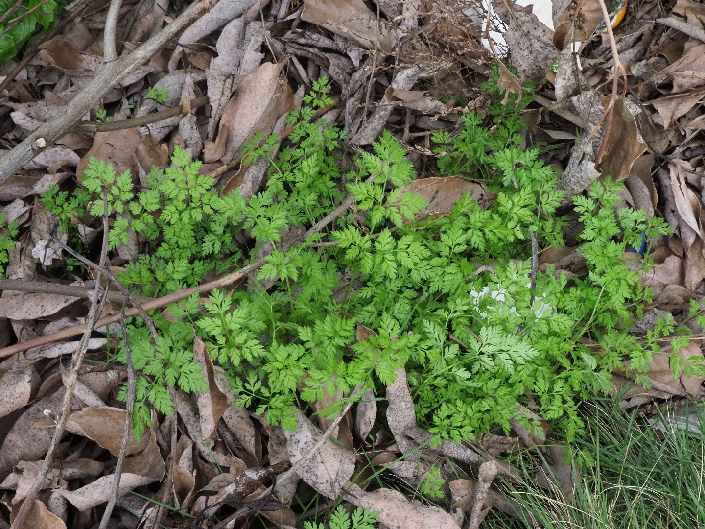 Torilis scabra - PictureThis