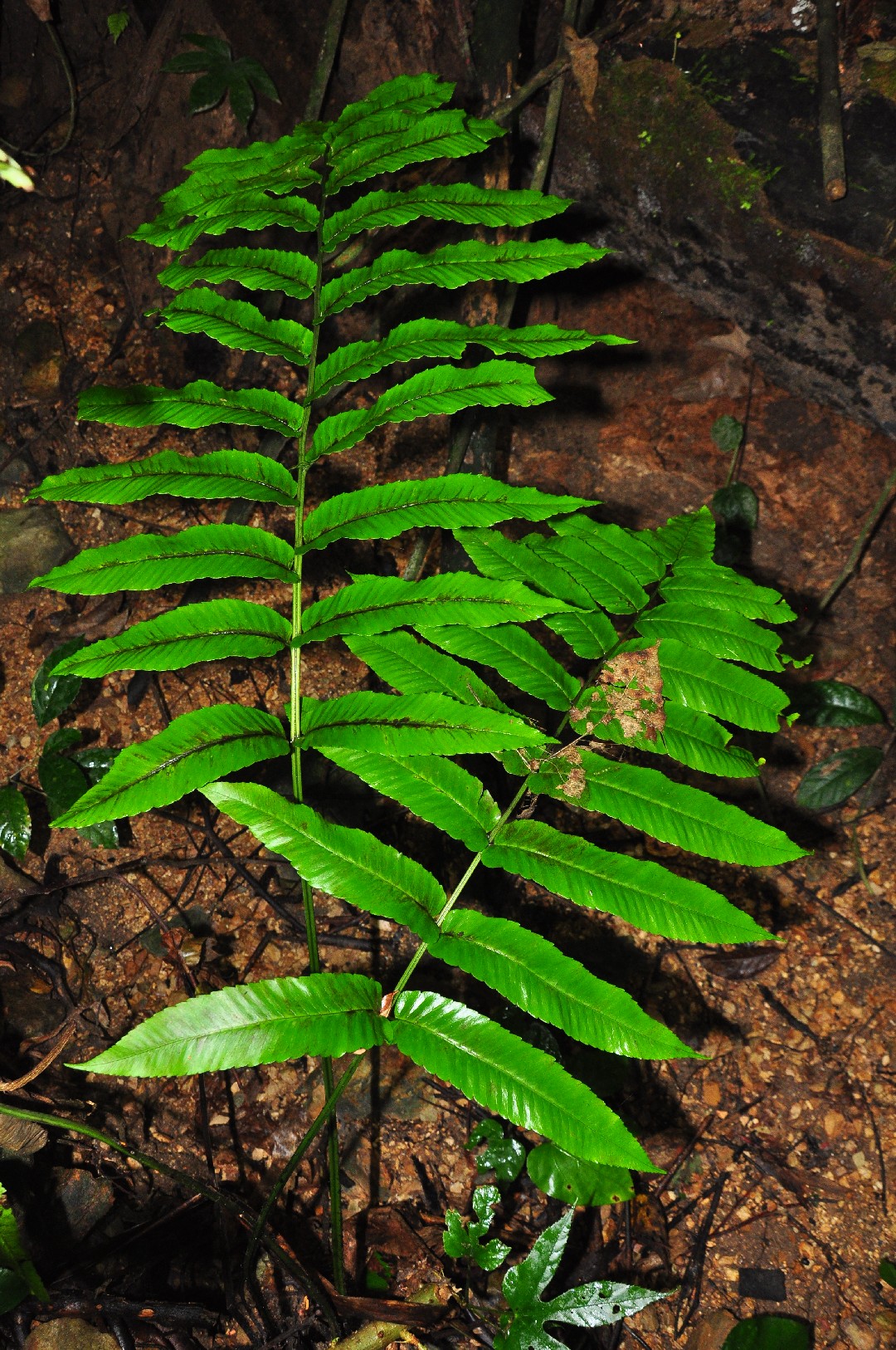 Ladyferns and allies (Athyriaceae) Flower, Leaf, Care, Uses - PictureThis