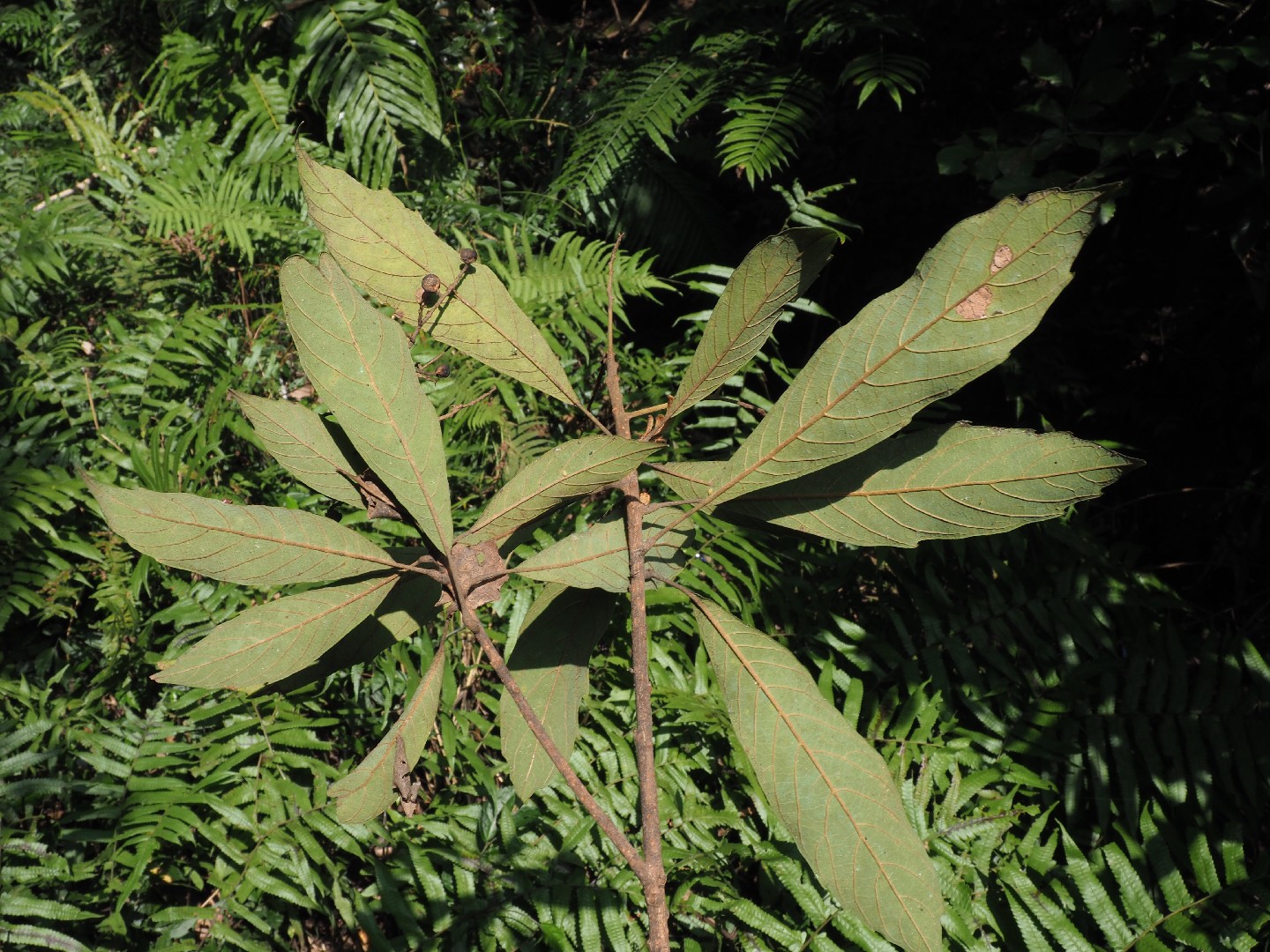 Meliosma rigida - PictureThis