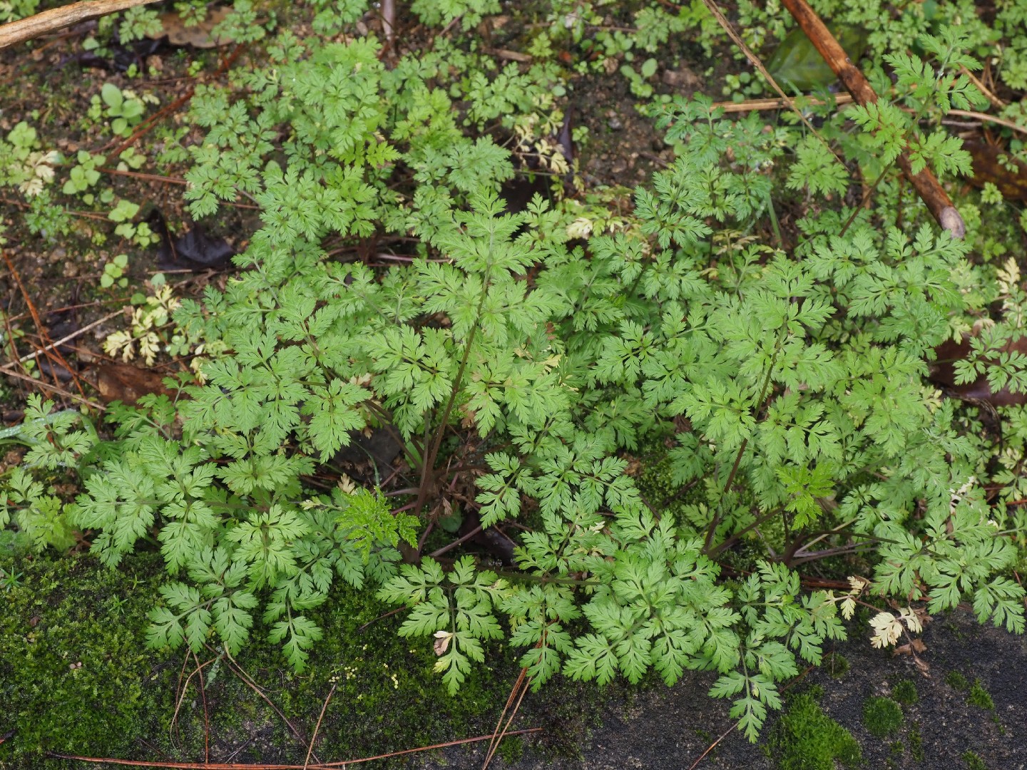 Torilis scabra - PictureThis