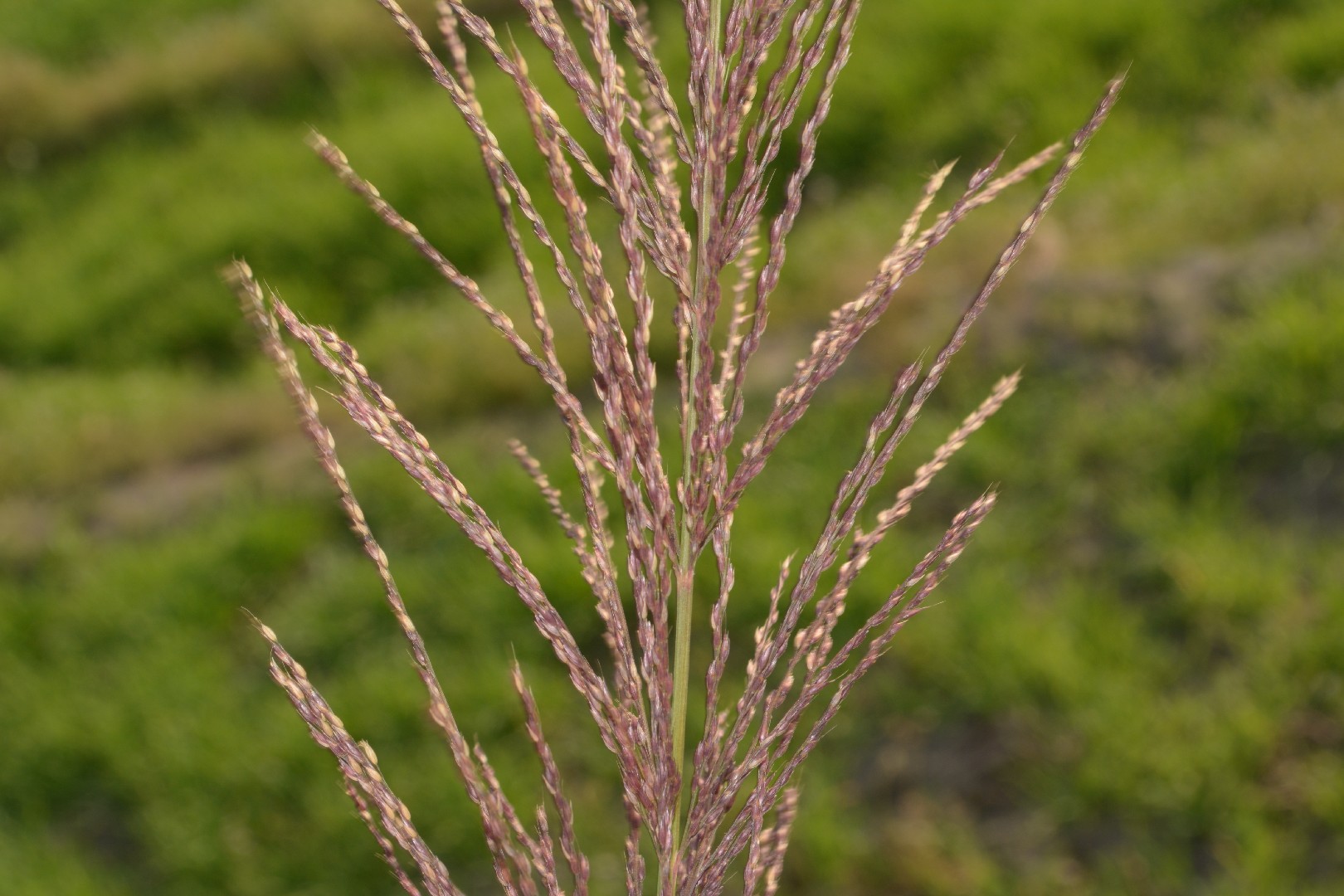 Arundinella setosa - PictureThis