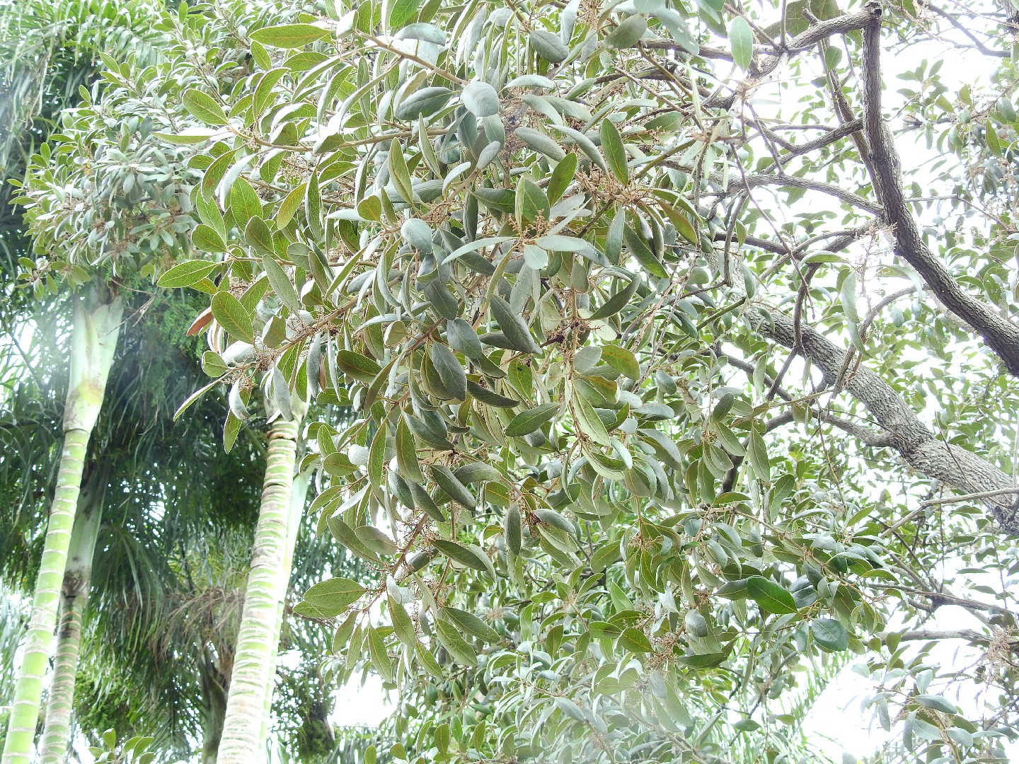 Euclea natalensis - PictureThis