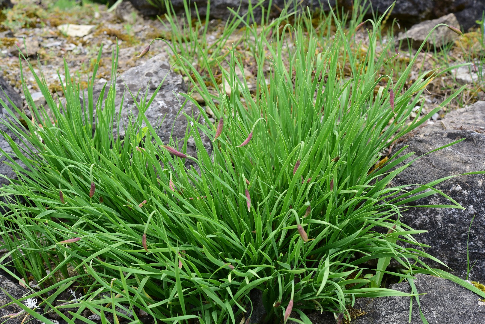 Allium insubricum Flower, Leaf, Care, Uses - PictureThis