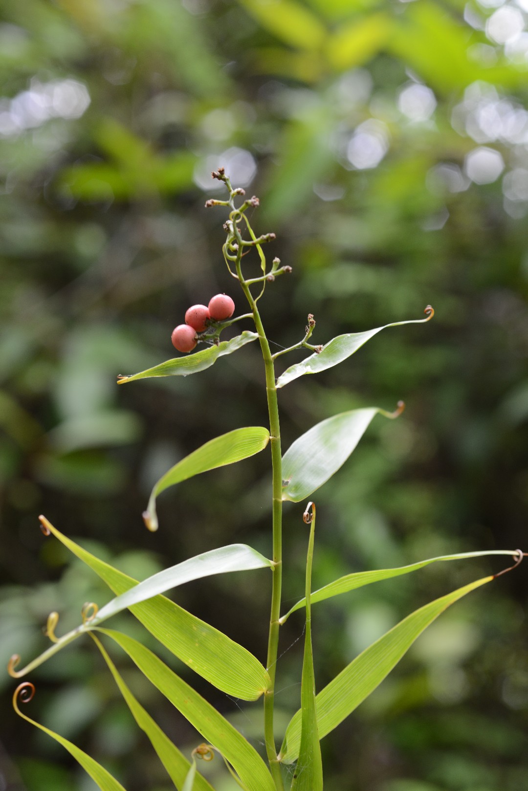 Supplejack vine (Flagellaria indica) Flower, Leaf, Care, Uses - PictureThis