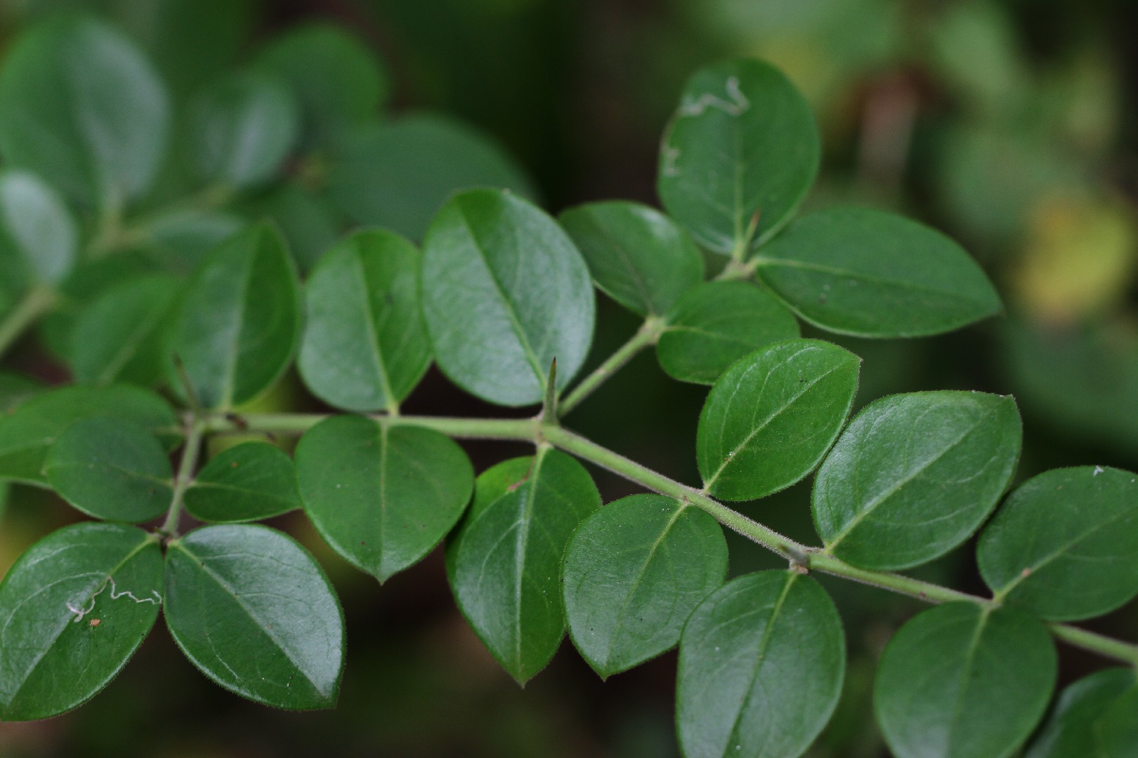 Carissa (Carissa) Flower, Leaf, Care, Uses - PictureThis