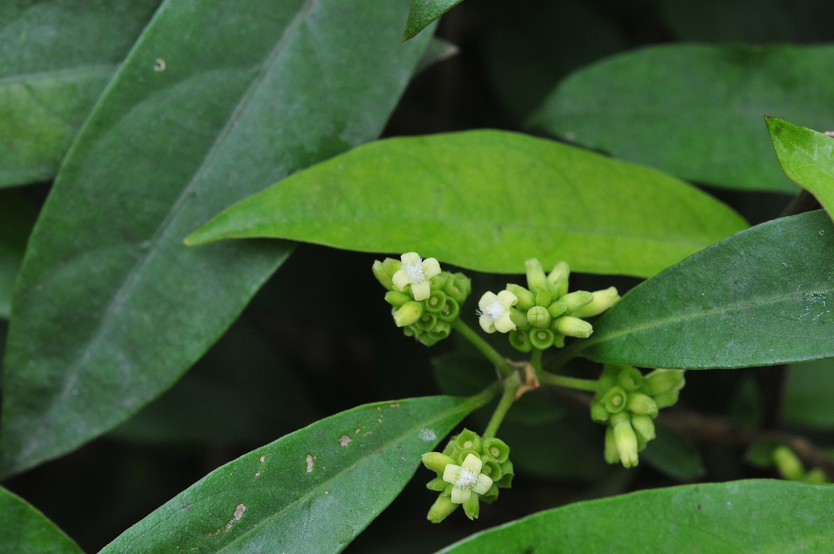 Gynochthodes (Gynochthodes) Flower, Leaf, Care, Uses - PictureThis