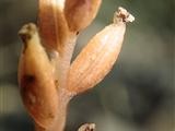 Chamaegastrodia inverta - PictureThis