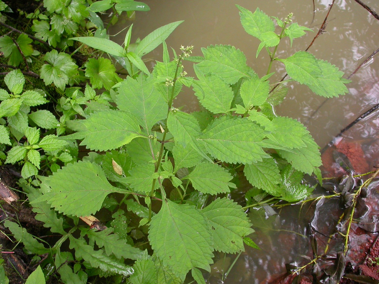 Isodon Care (Watering, Fertilize, Pruning, Propagation) - PictureThis