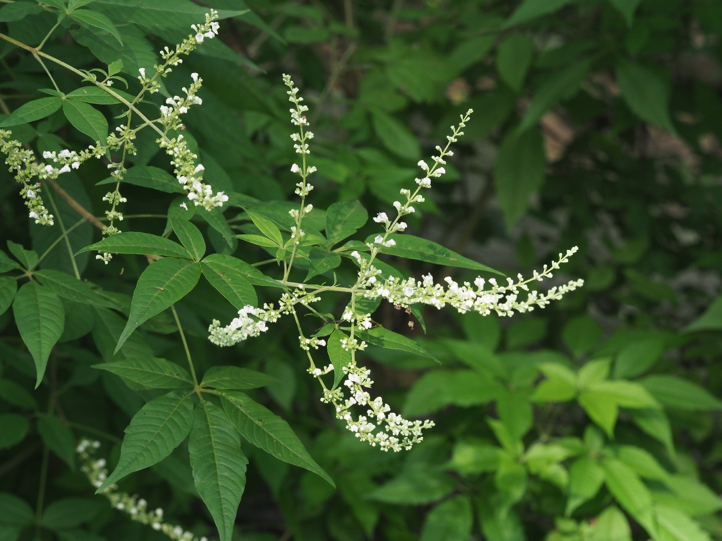 Vitex negundo - PictureThis