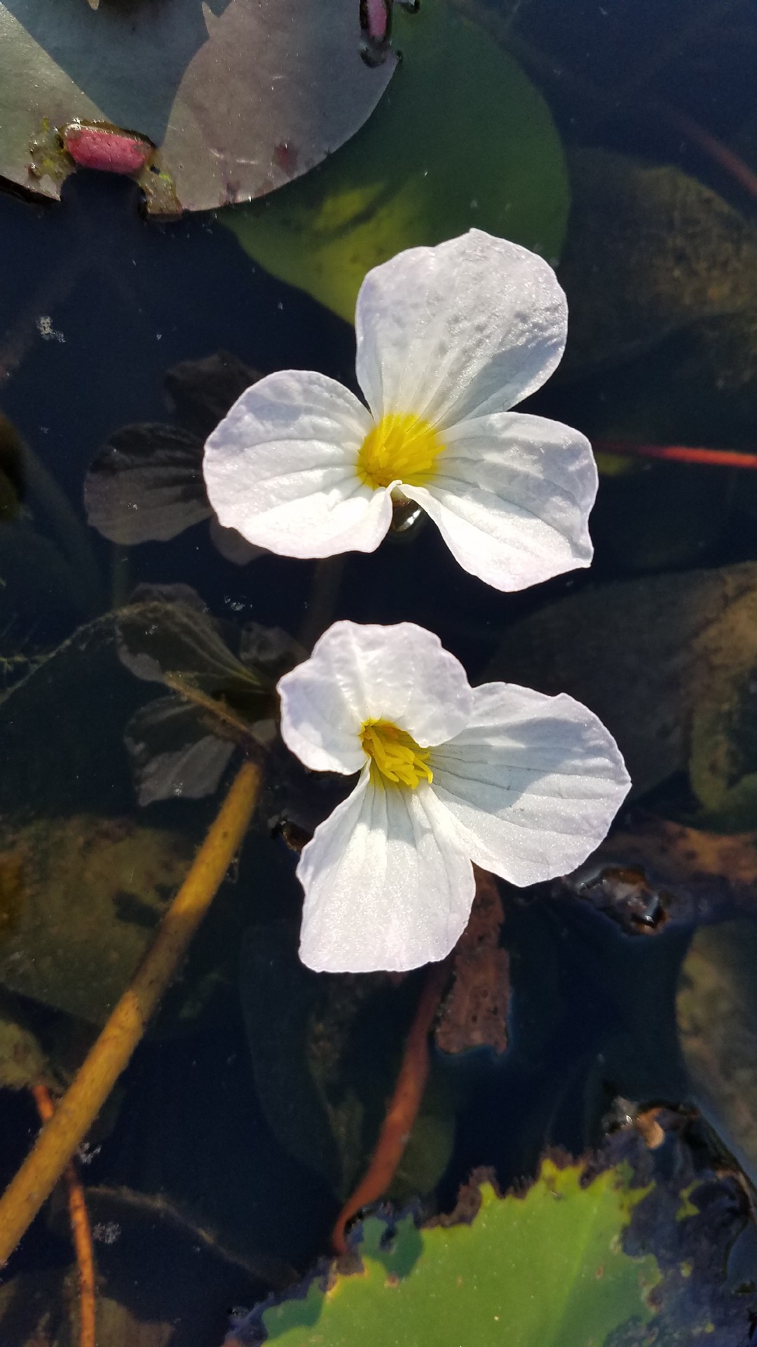 Ottelia Flower, Leaf, Care, Uses - PictureThis