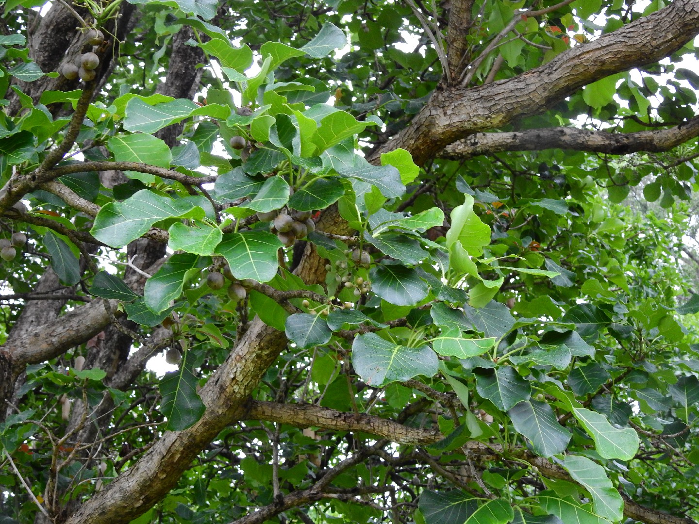 Terminalia bellirica - PictureThis
