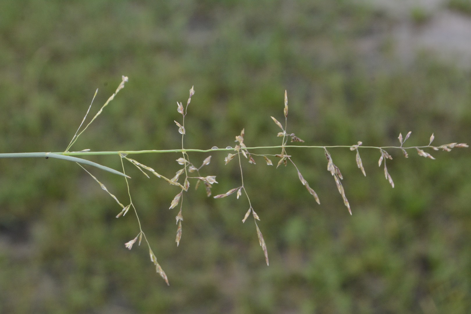 Alkali grasses (Puccinellia) Flower, Leaf, Care, Uses - PictureThis
