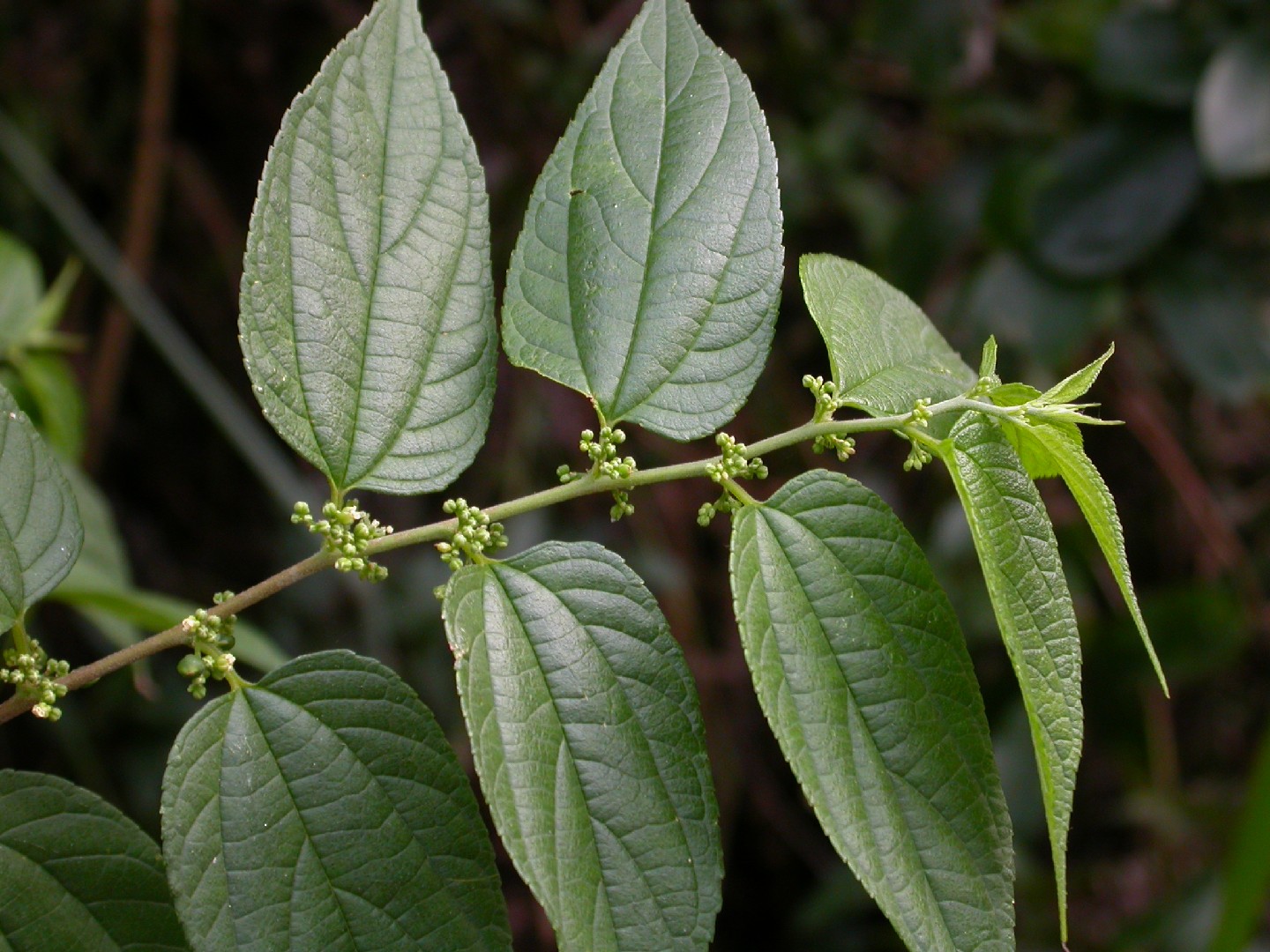 Trema Flower, Leaf, Care, Uses - PictureThis