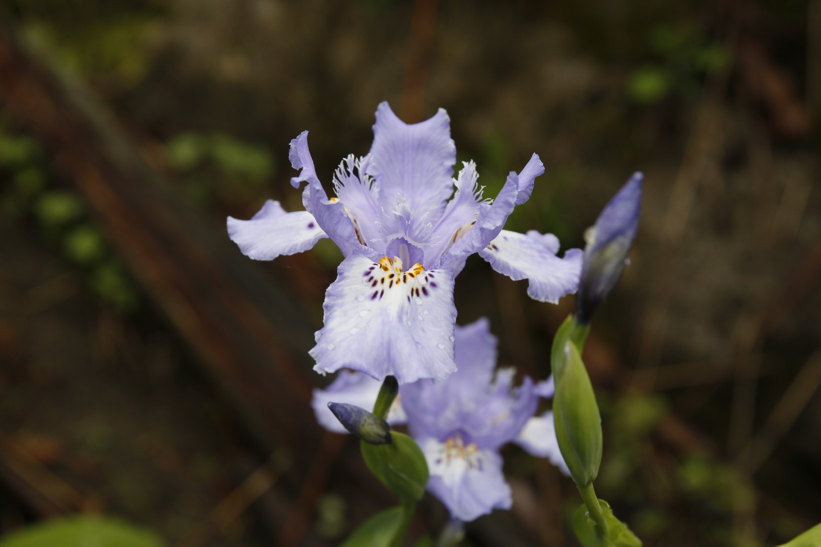 중국붓꽃 (Iris tectorum) - PictureThis