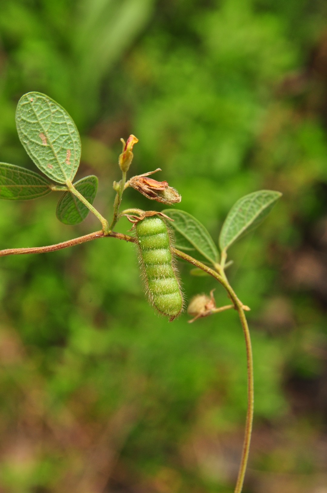 Cajanus scarabaeoides - PictureThis