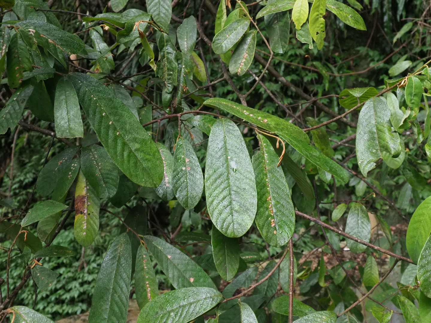 Fissistigma oldhamii - PictureThis
