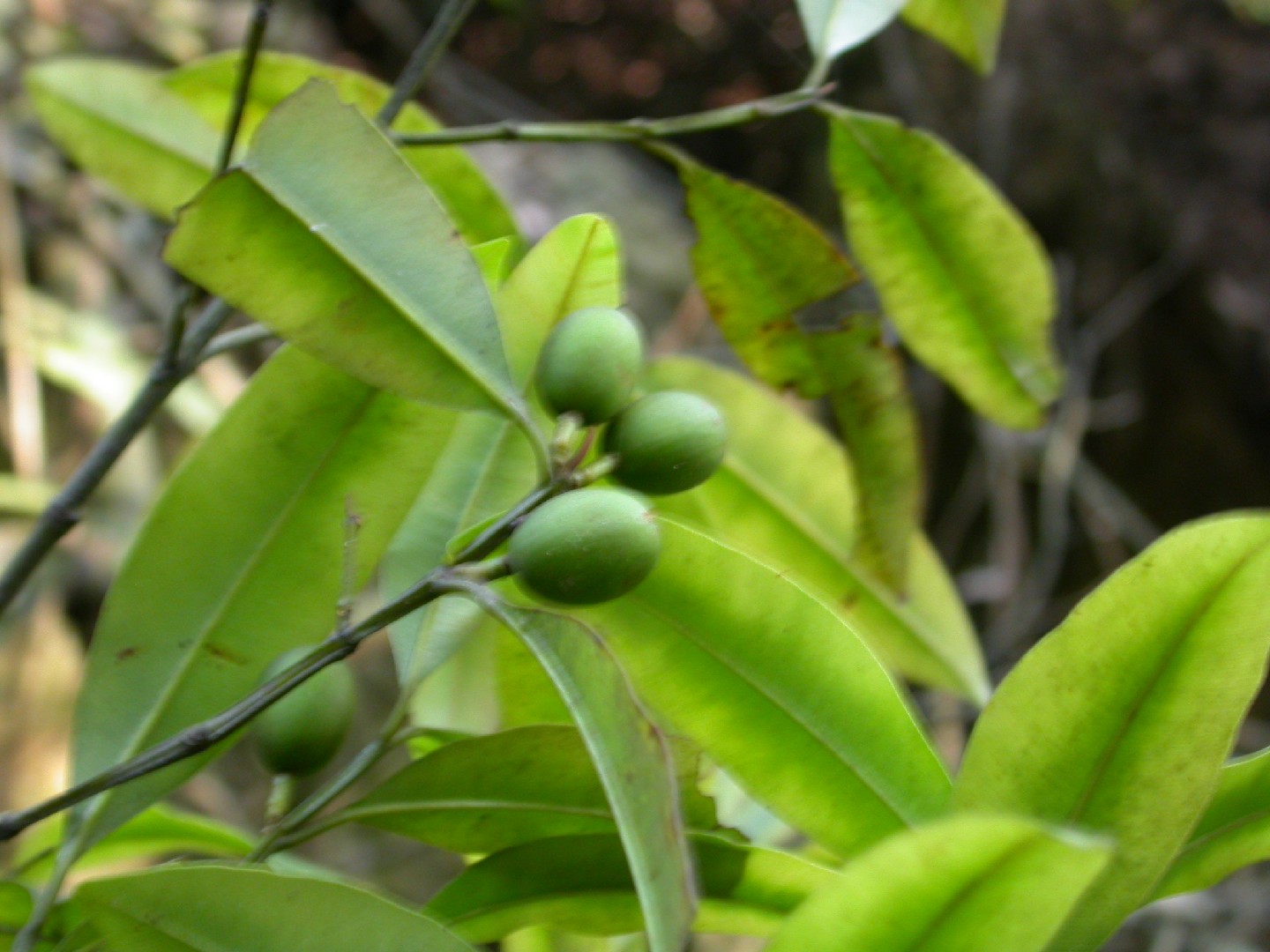 Radix calophyllum (Calophyllum membranaceum) Flower, Leaf, Care, Uses ...
