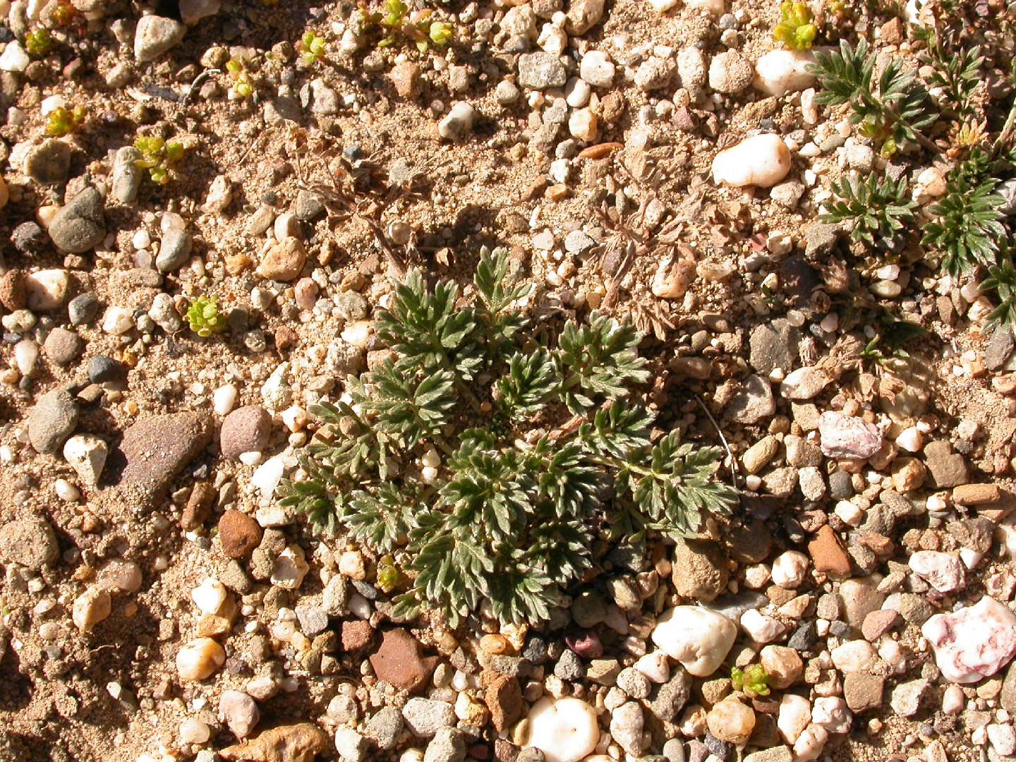 Potentilla multifida - PictureThis