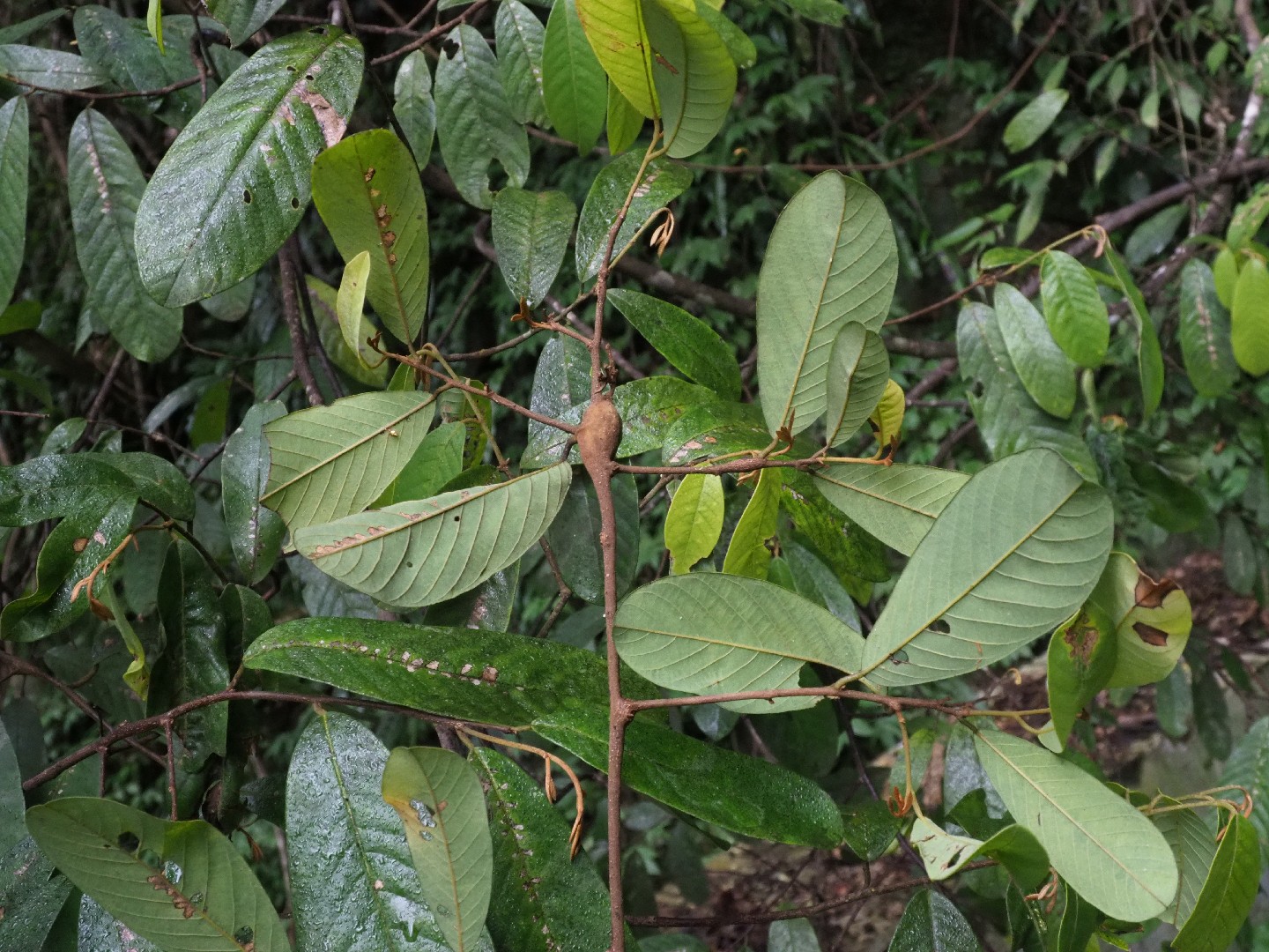 Fissistigma oldhamii - PictureThis