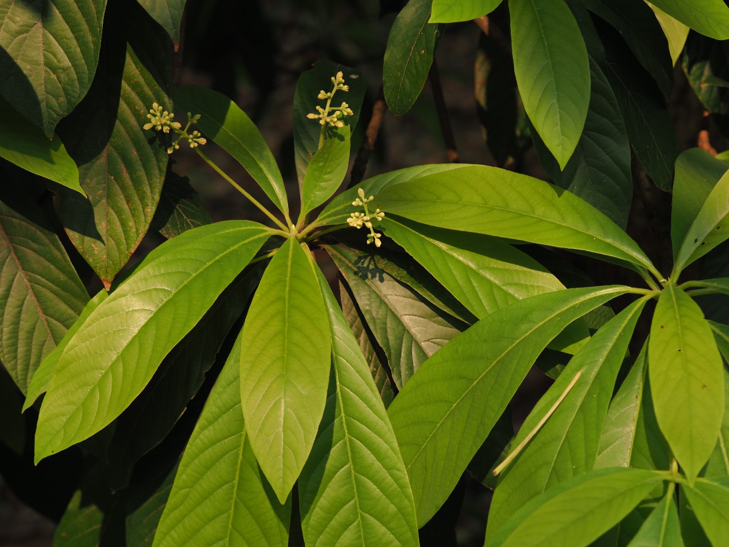 Phoebe Care (Watering, Fertilize, Pruning, Propagation) - PictureThis