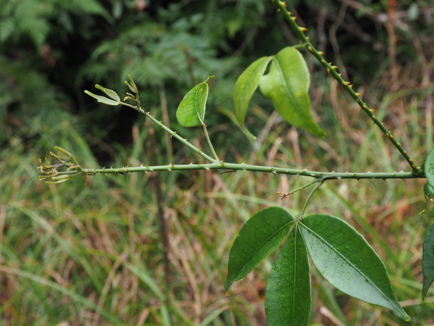 Toddalia asiatica - PictureThis