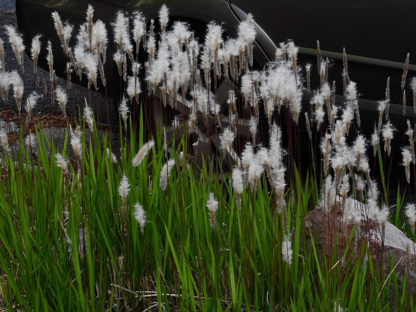 Imperata - PictureThis