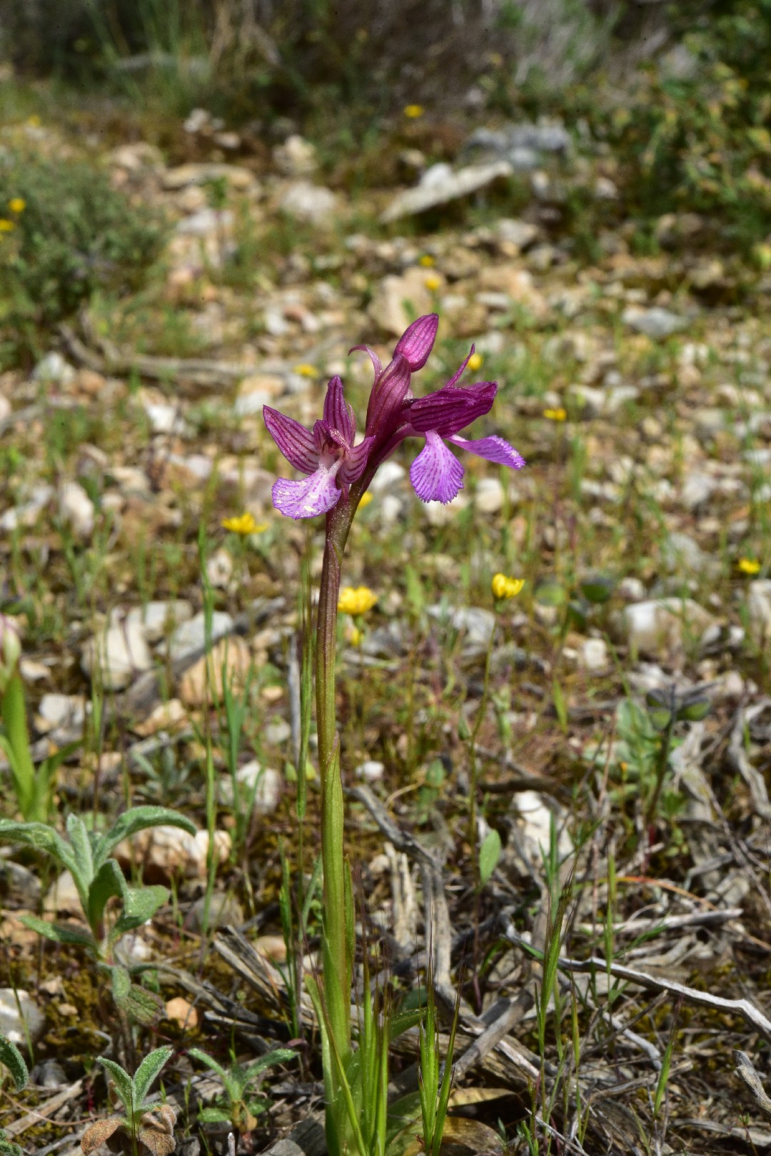 Orquídea mariposa (Anacamptis papilionacea) - PictureThis