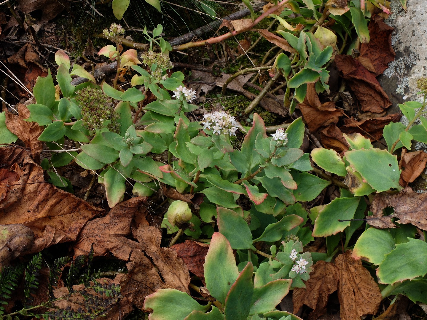 Allegheny stonecrop (Hylotelephium telephioides) Flower, Leaf, Care ...