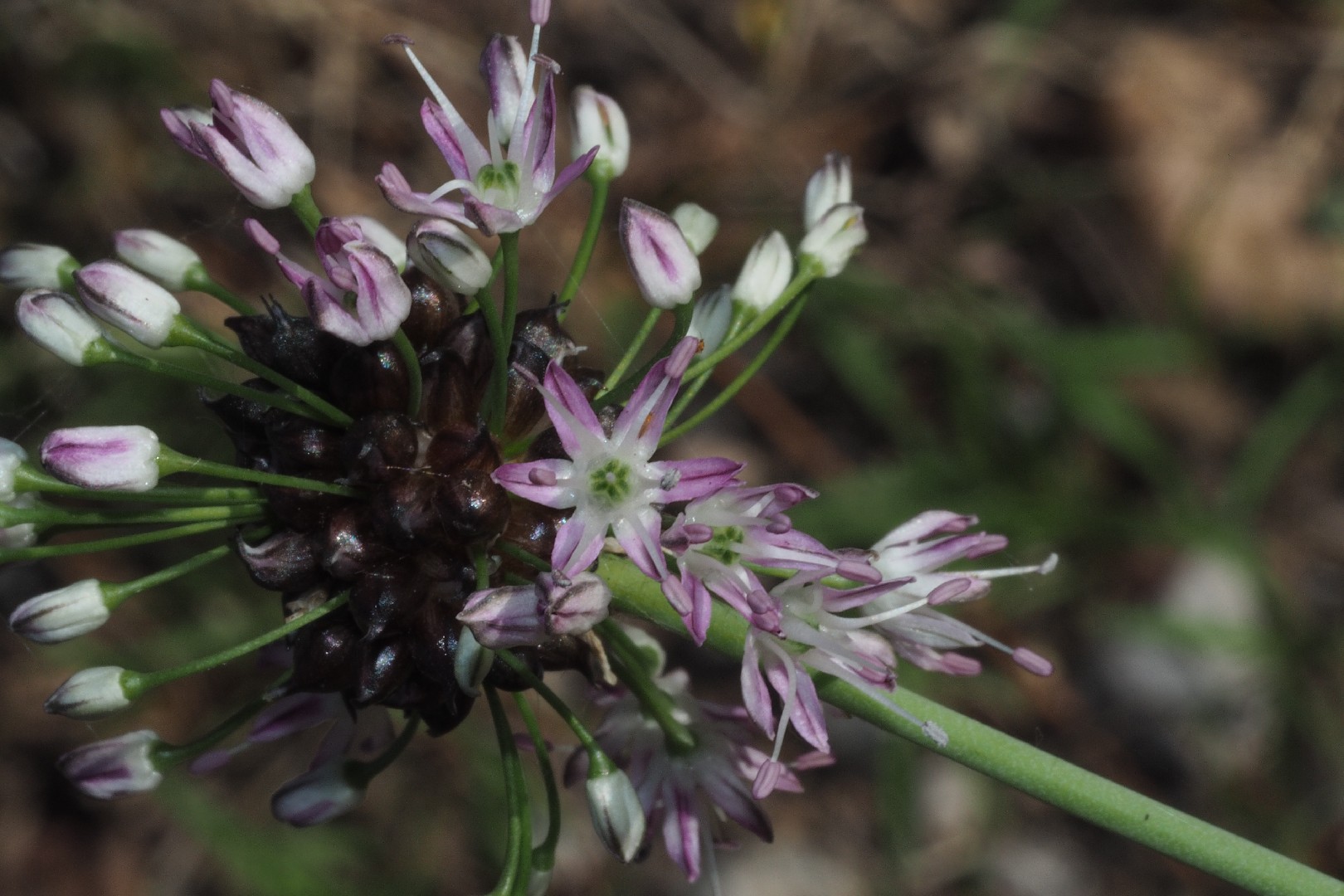 ノビル（野蒜） (Allium macrostemon) 花言葉，毒性，よくある質問 - PictureThis