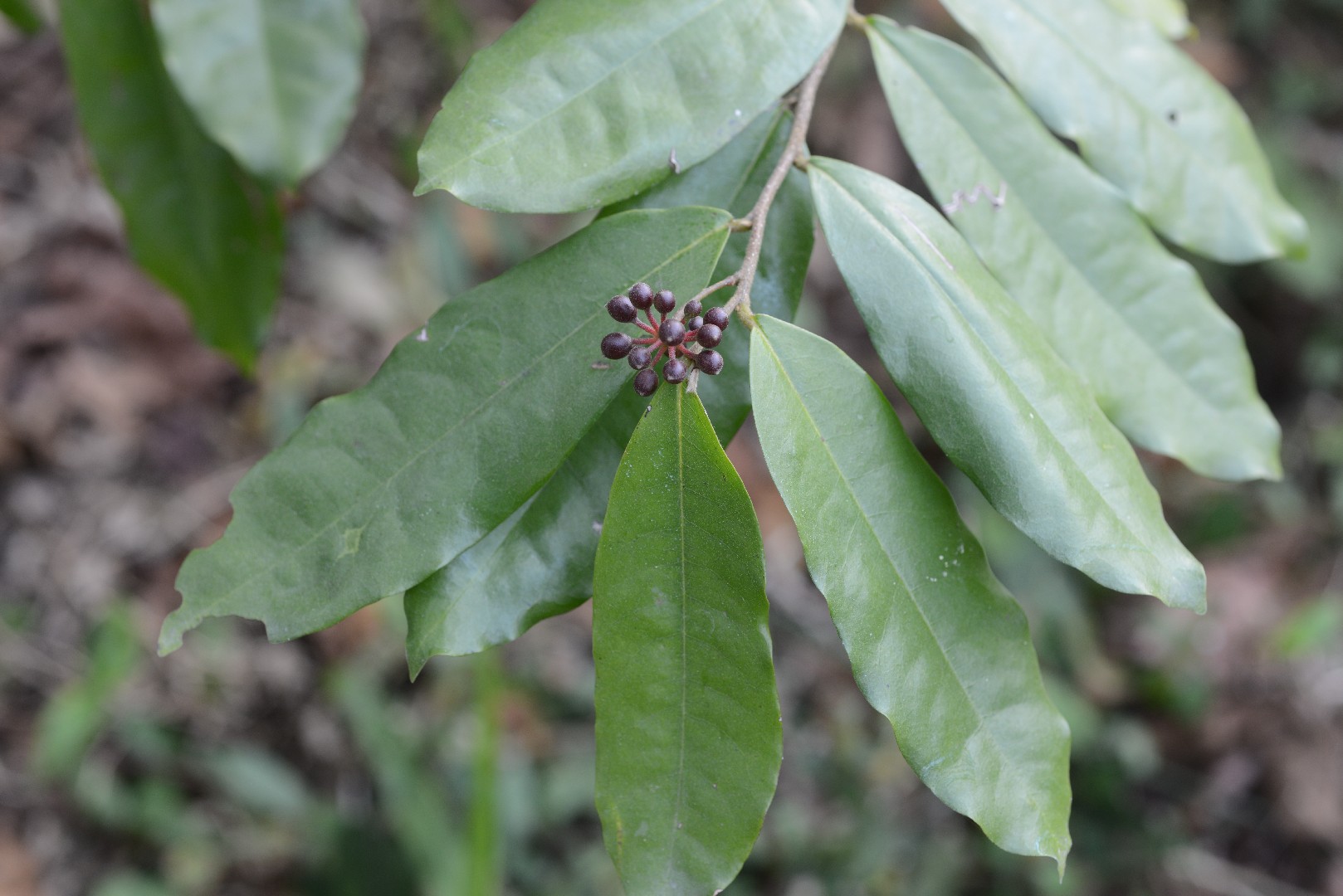 Polyalthia suberosa - PictureThis