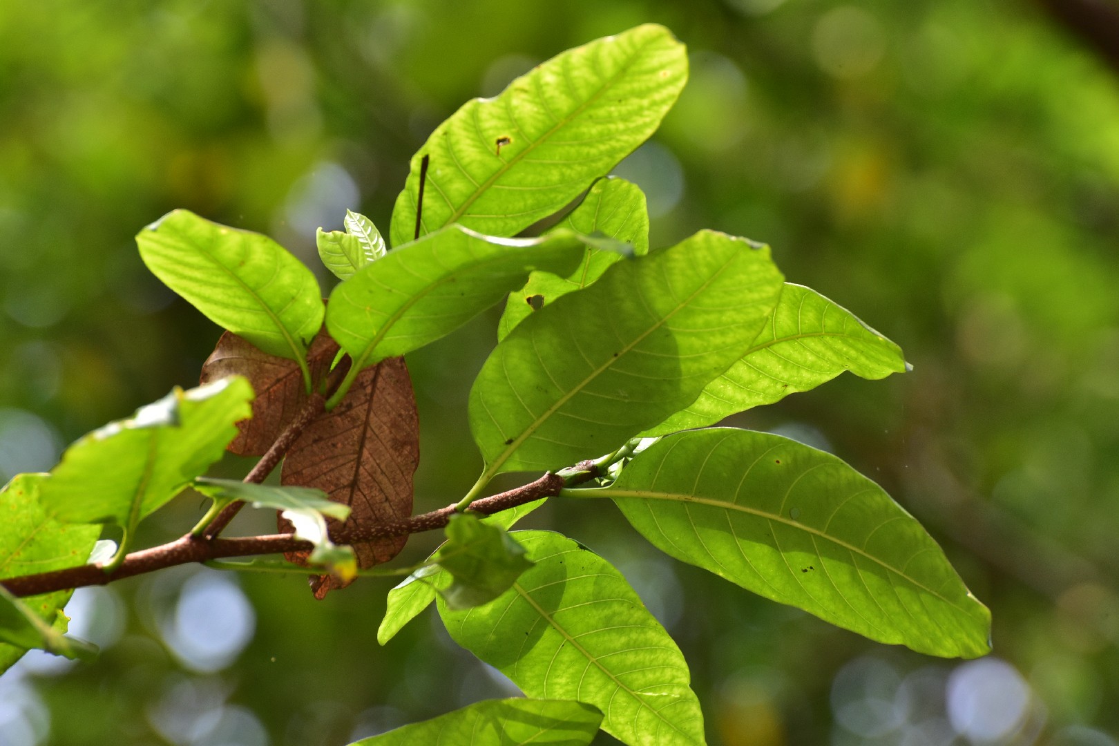 Tarennoidea wallichii Flower, Leaf, Care, Uses - PictureThis