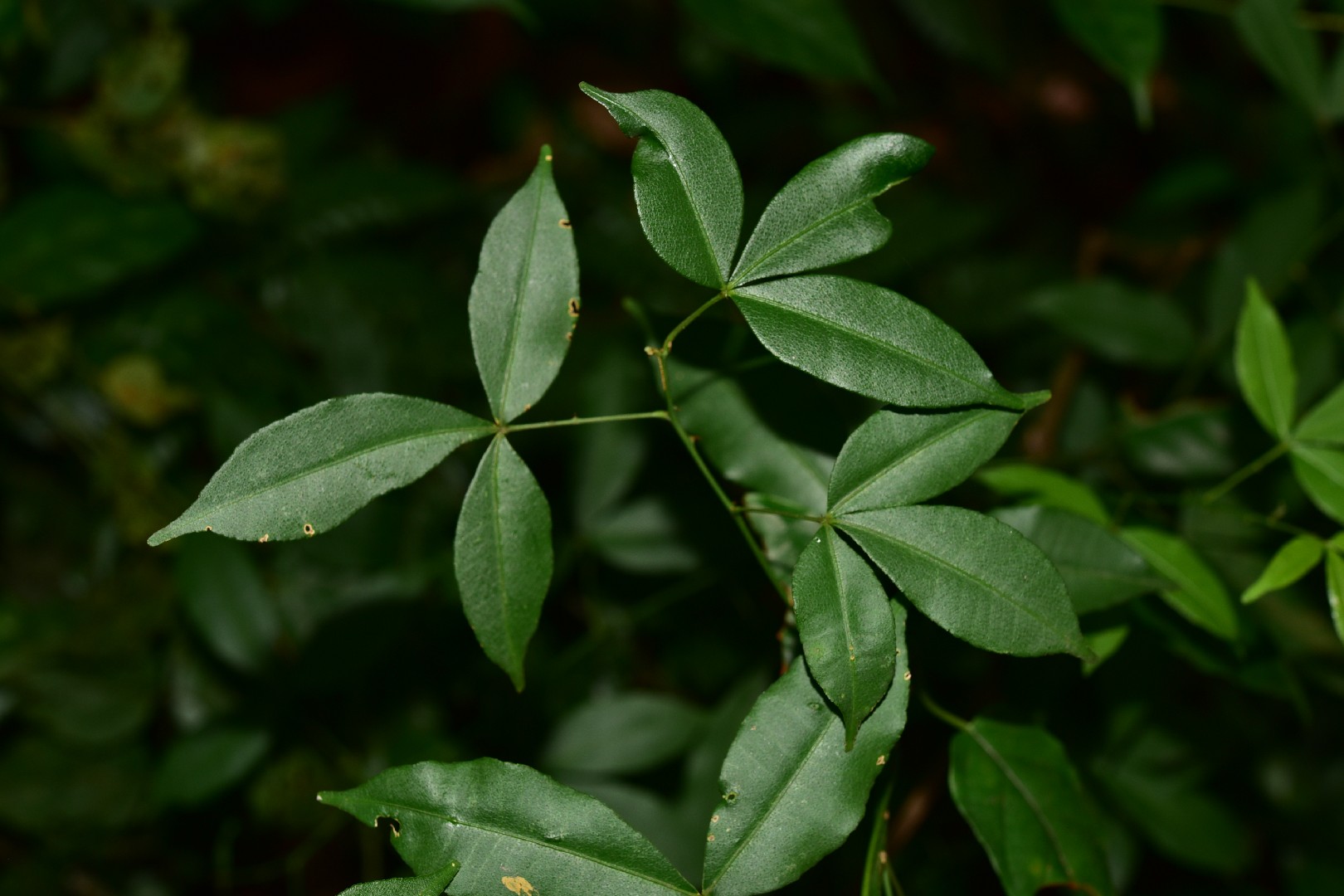 Orange climber (Toddalia asiatica) Flower, Leaf, Care, Uses - PictureThis