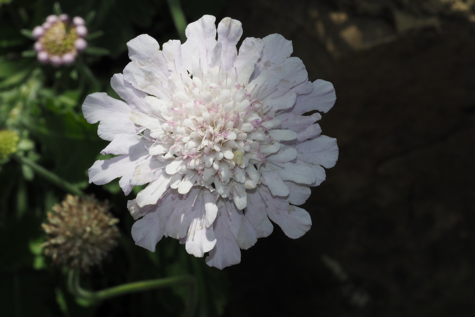 Scabiosa incisa - PictureThis