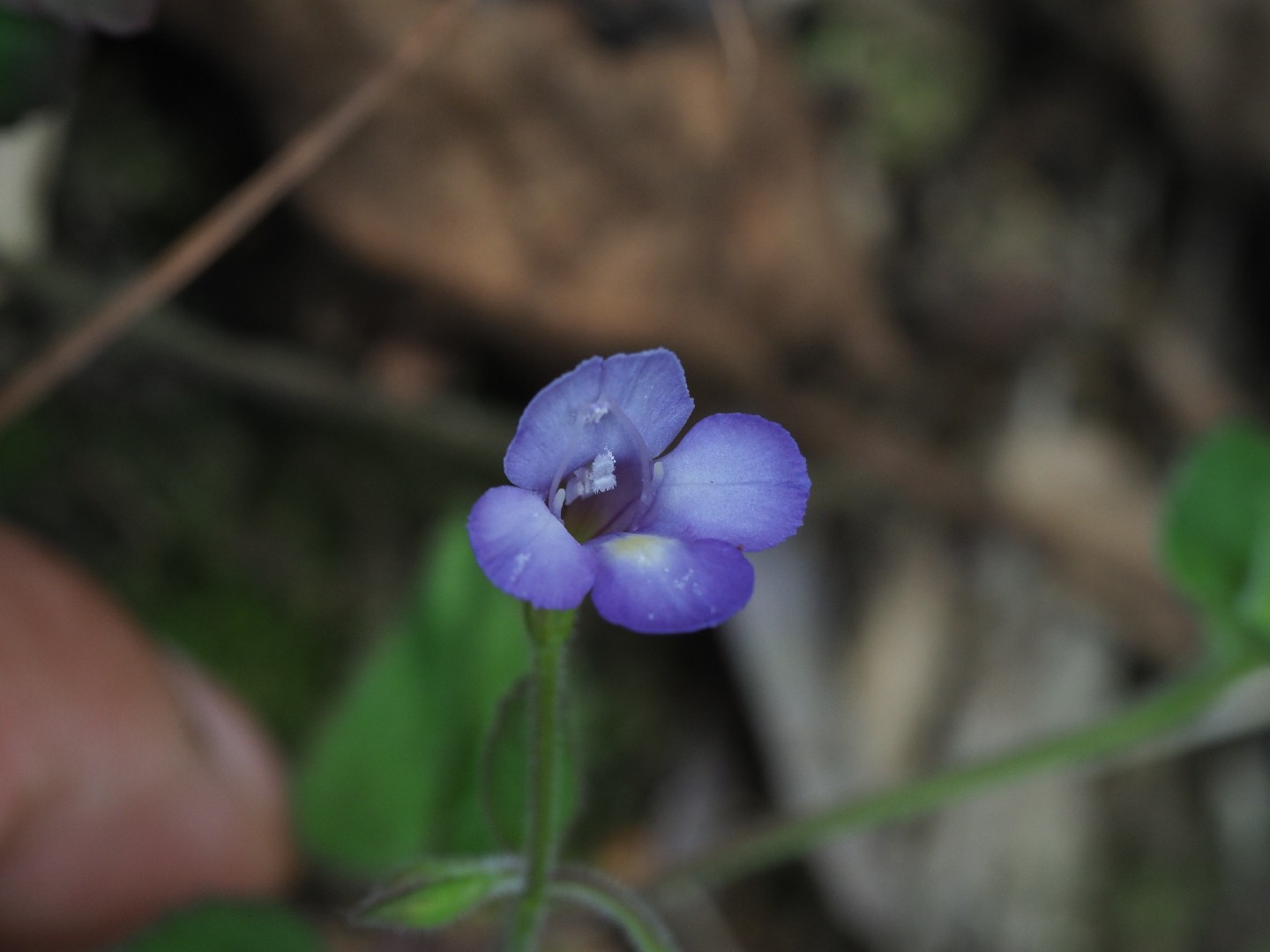 Torenia concolor - PictureThis