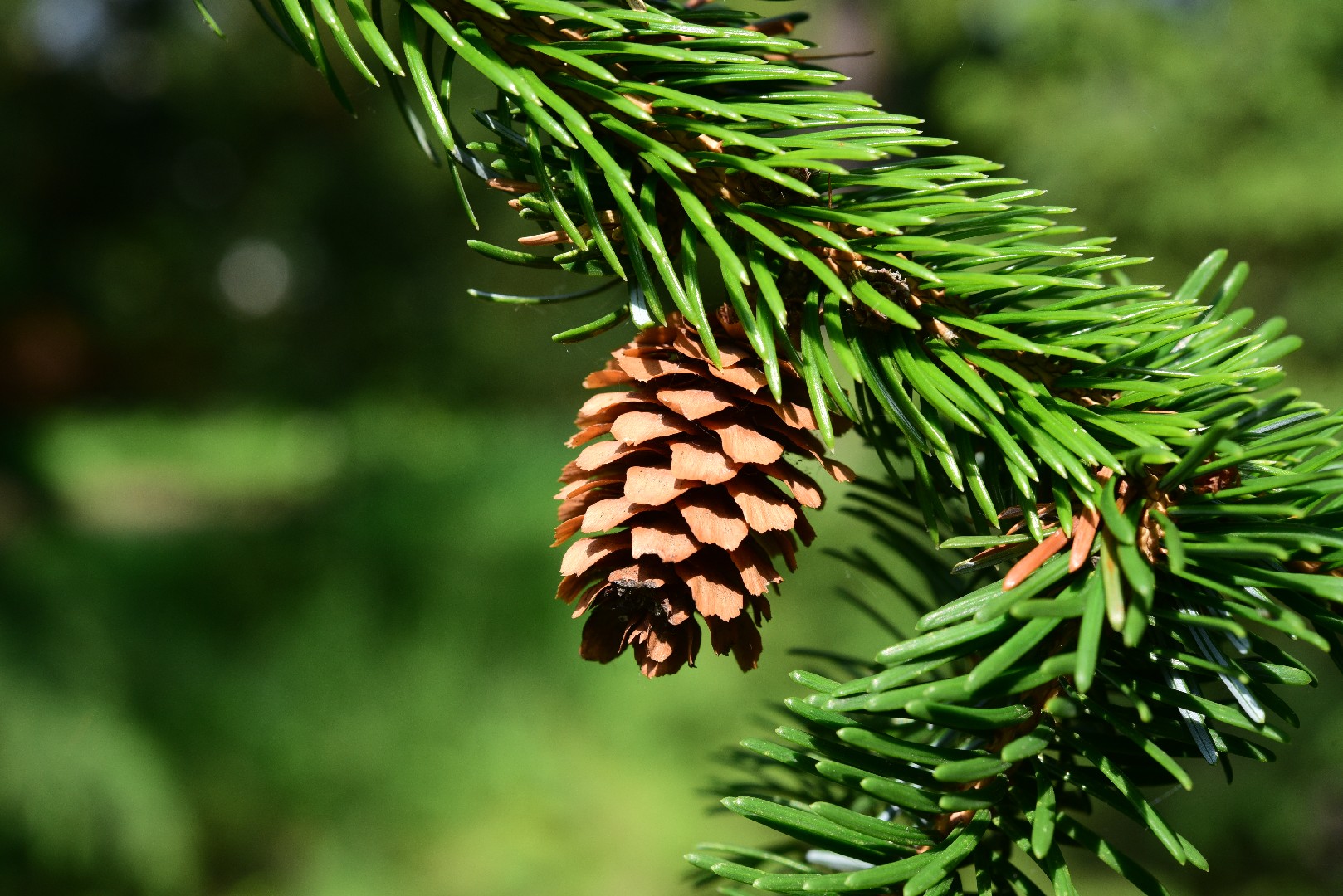 Épicéa de yedo Entretien (Arrosage, Croissance, Maladie) - PictureThis