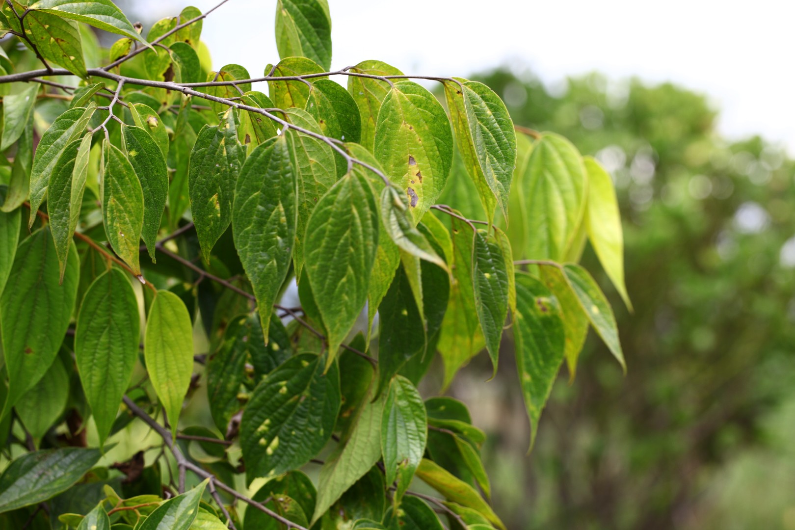 Celtis tetrandra - PictureThis