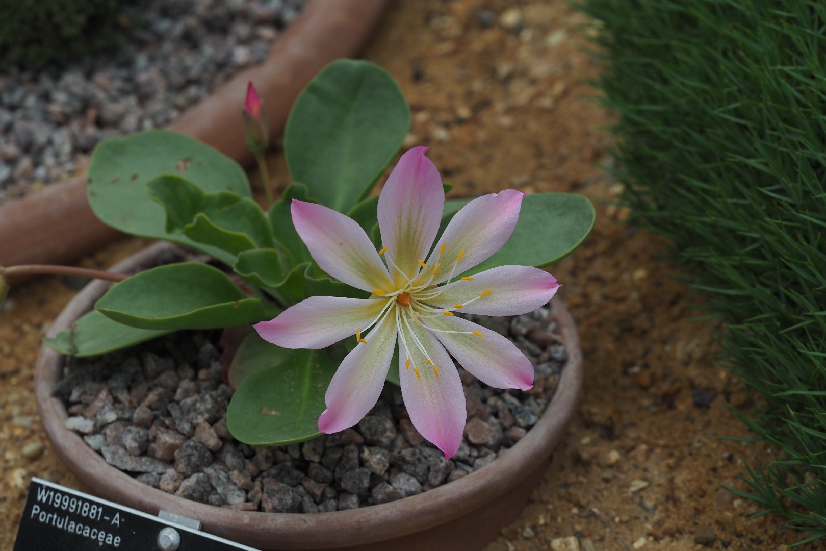 Cistanthe tweedyi - PictureThis