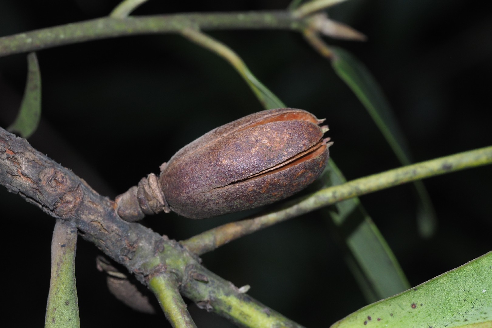 Polyspora axillaris - PictureThis