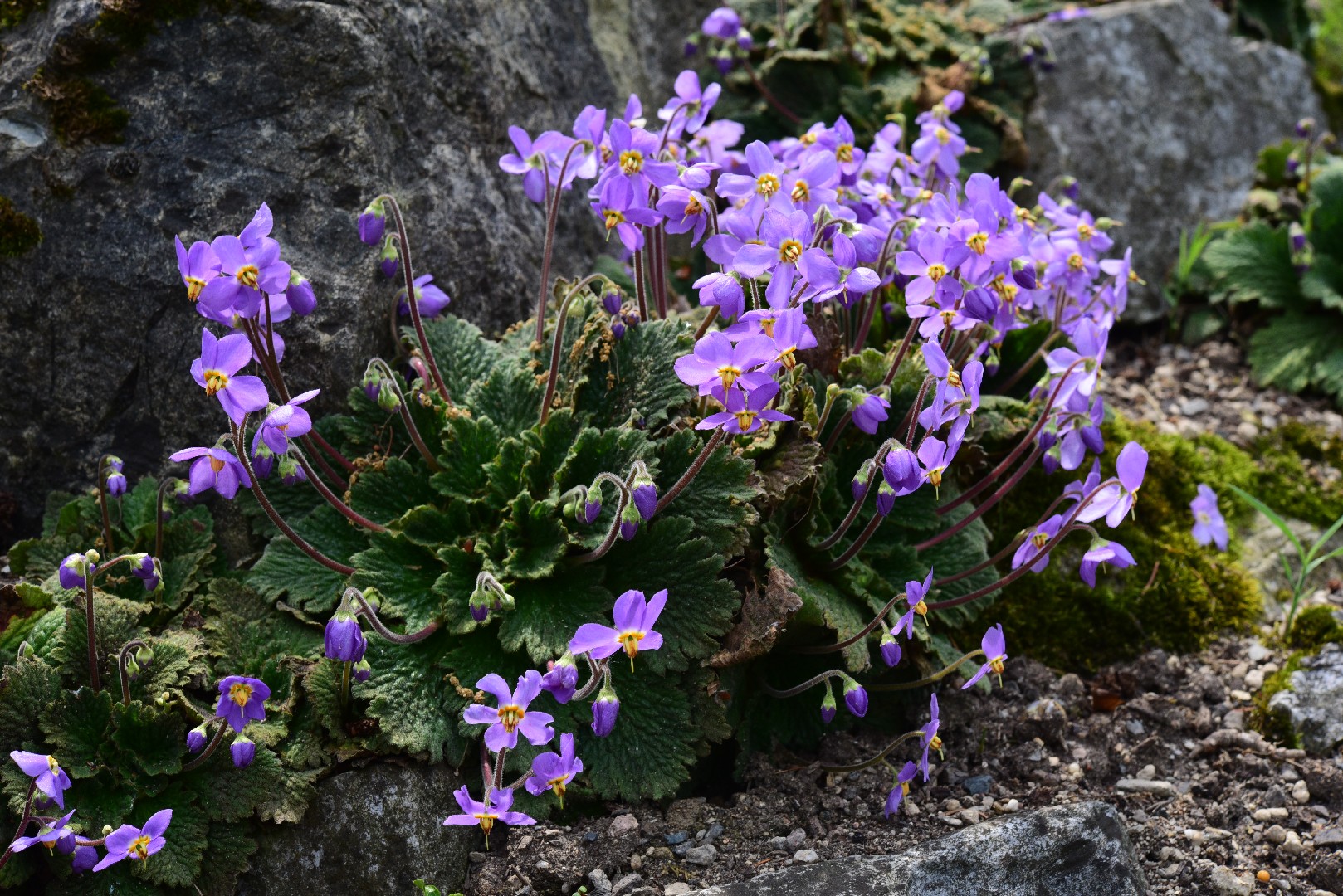 Рамонда миконская (Ramonda myconi) - PictureThis