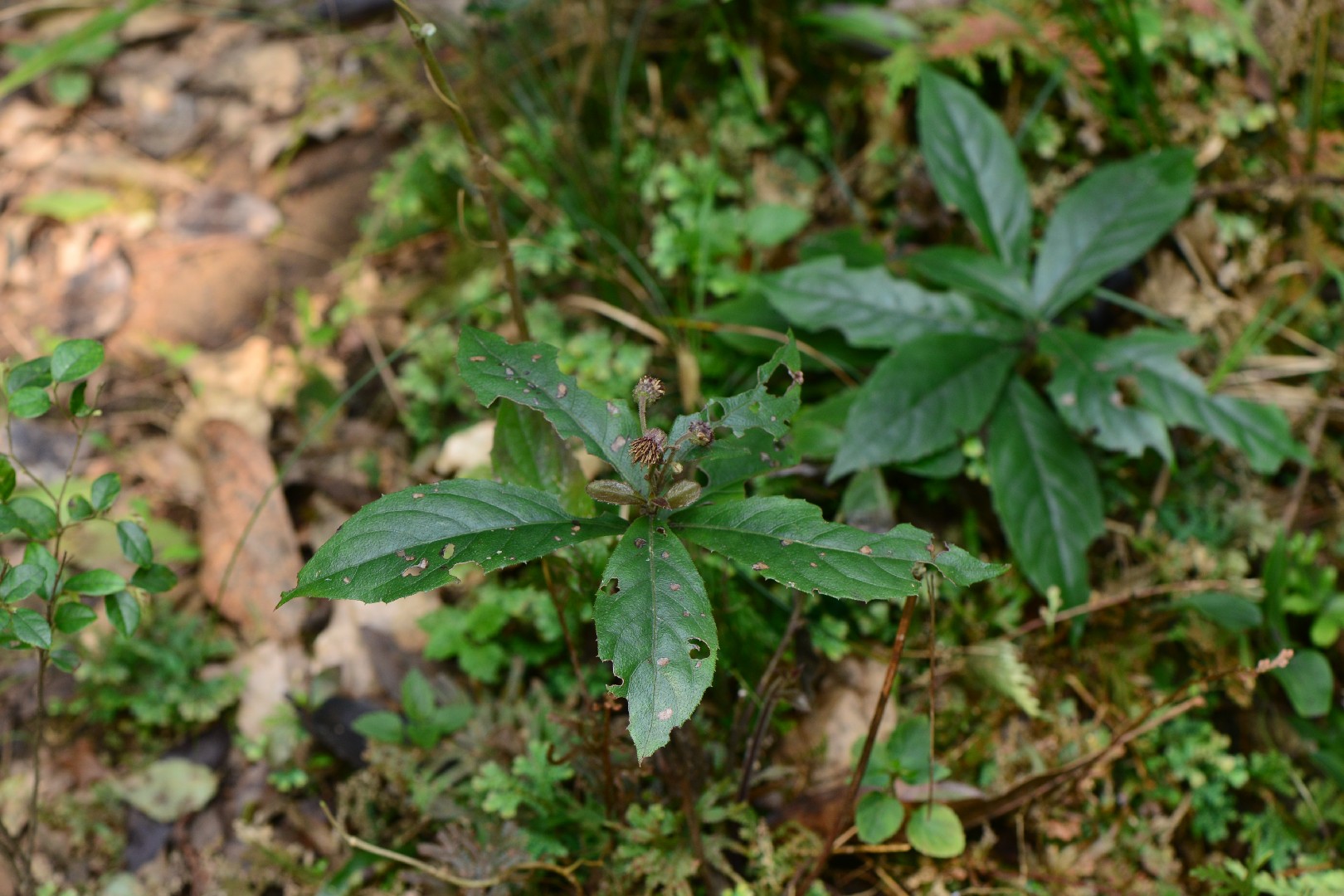 Blumea riparia - PictureThis