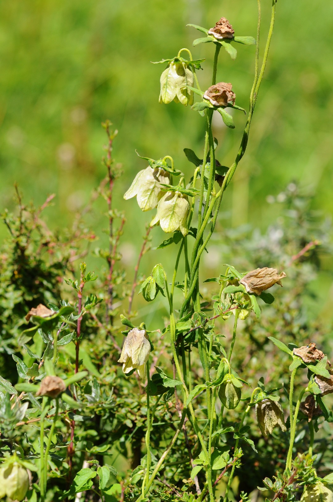 Codonopsis viridiflora - PictureThis